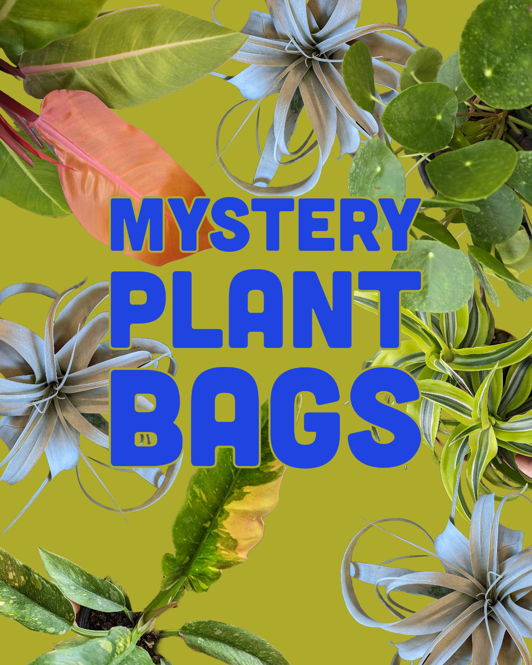 Mystery Plant Bags! – Copperline Plant Co.