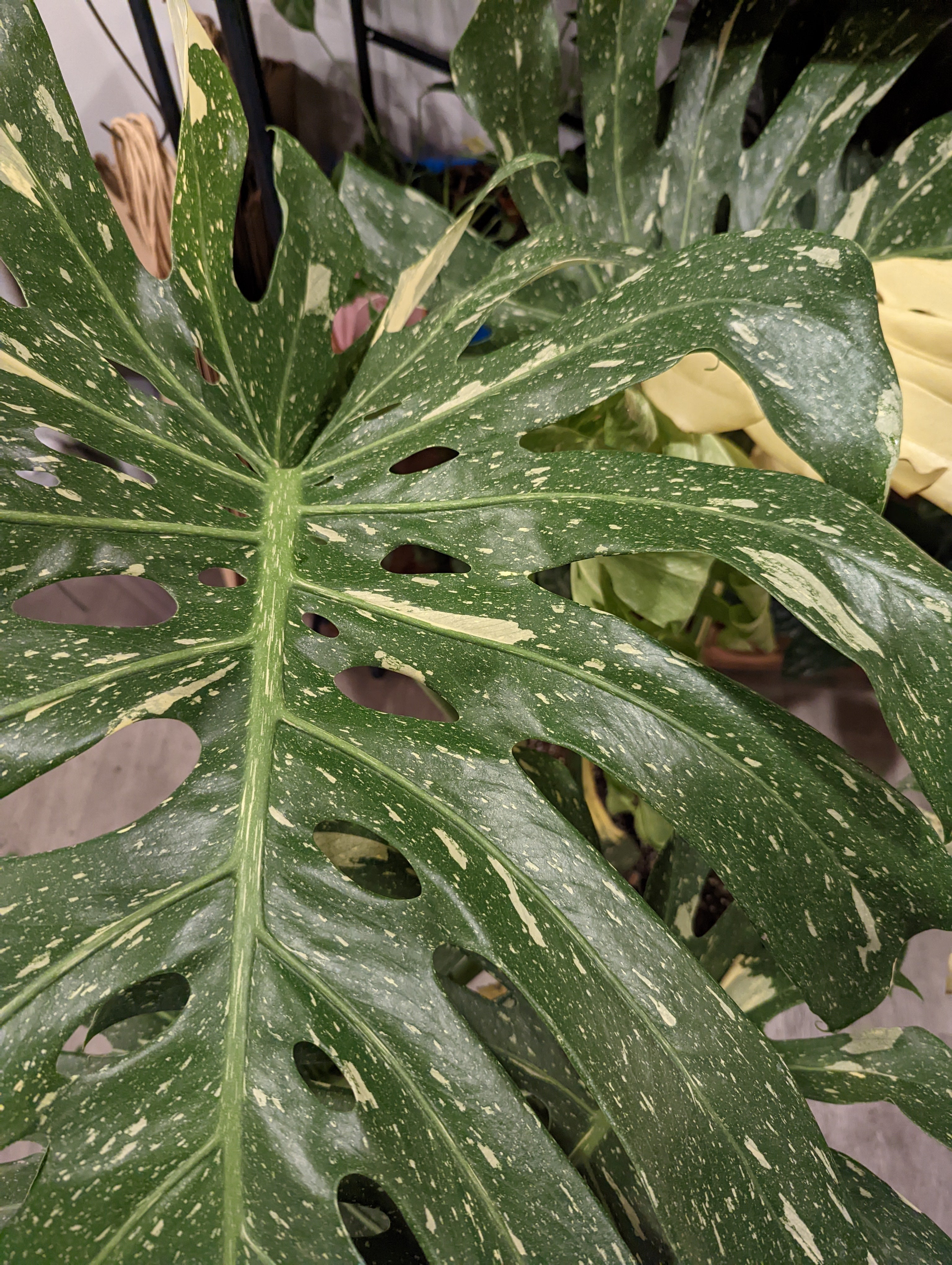 "Weyward" | January 2024 – Copperline Plant Co.