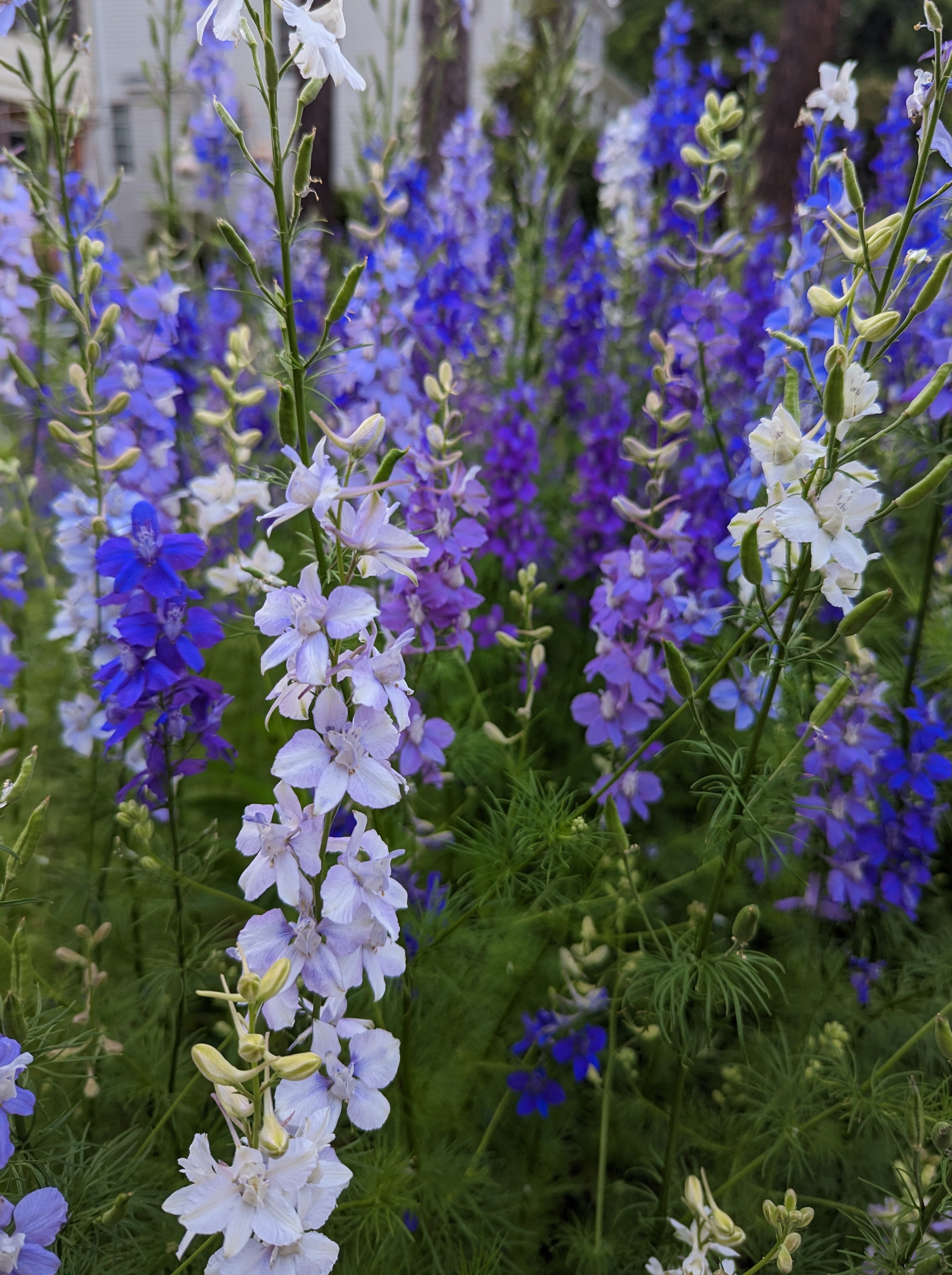 Garden Spells – Copperline Plant Co.