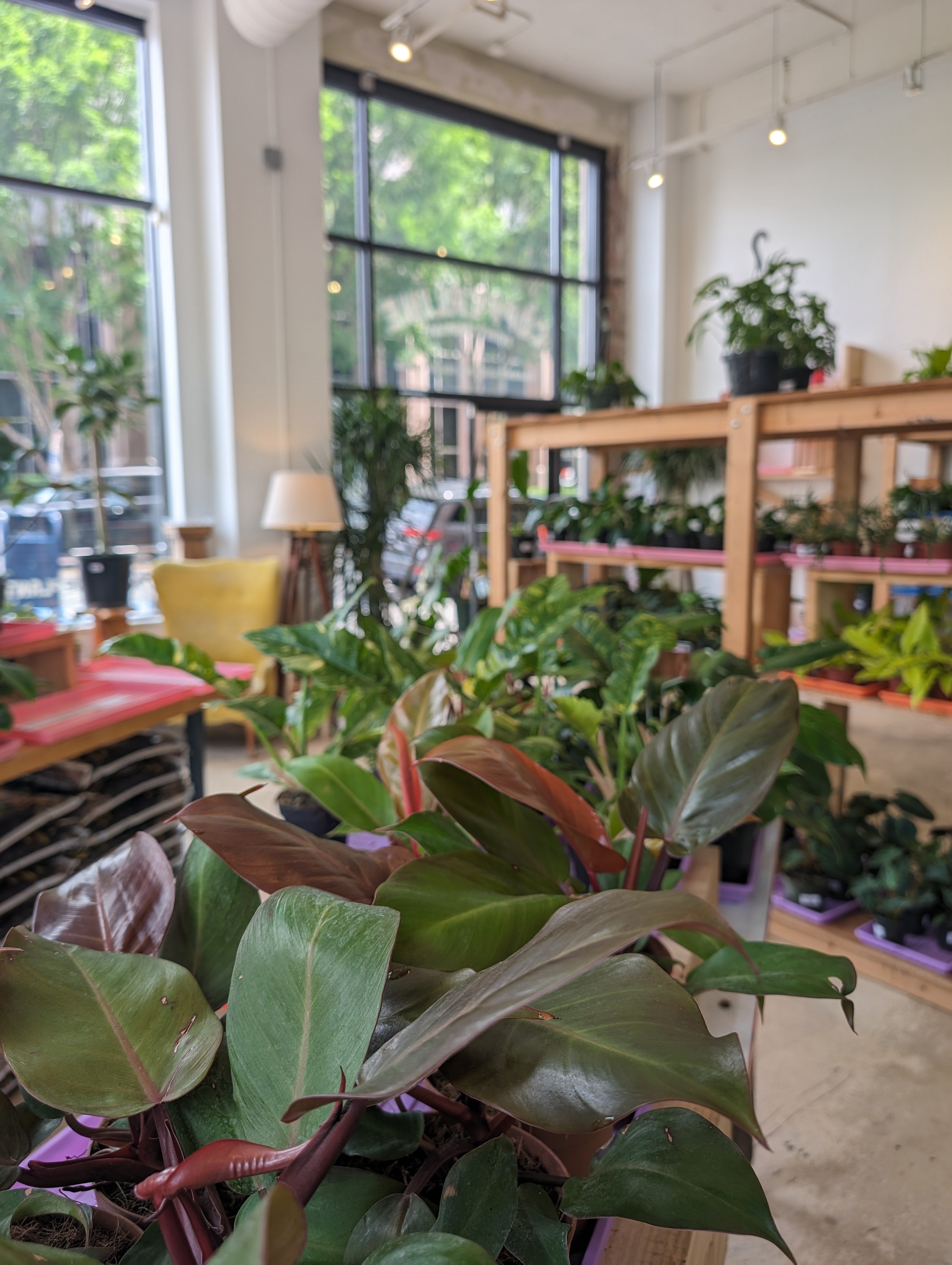 PLANTS – Copperline Plant Co.