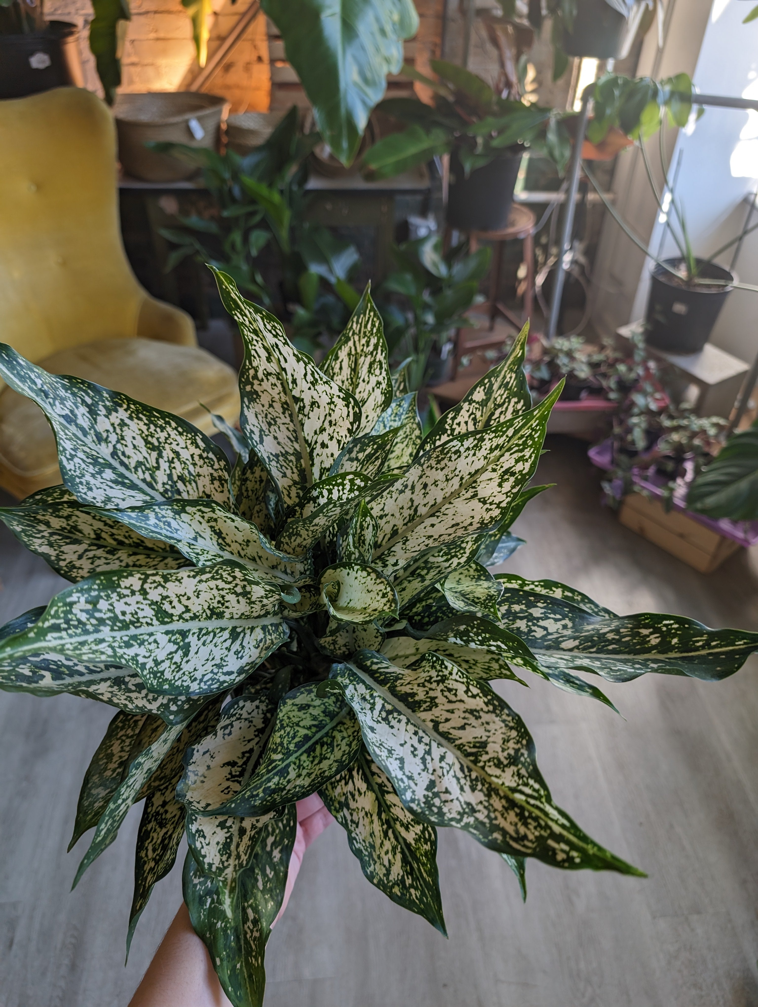 6" Aglaonema – Copperline Plant Co.