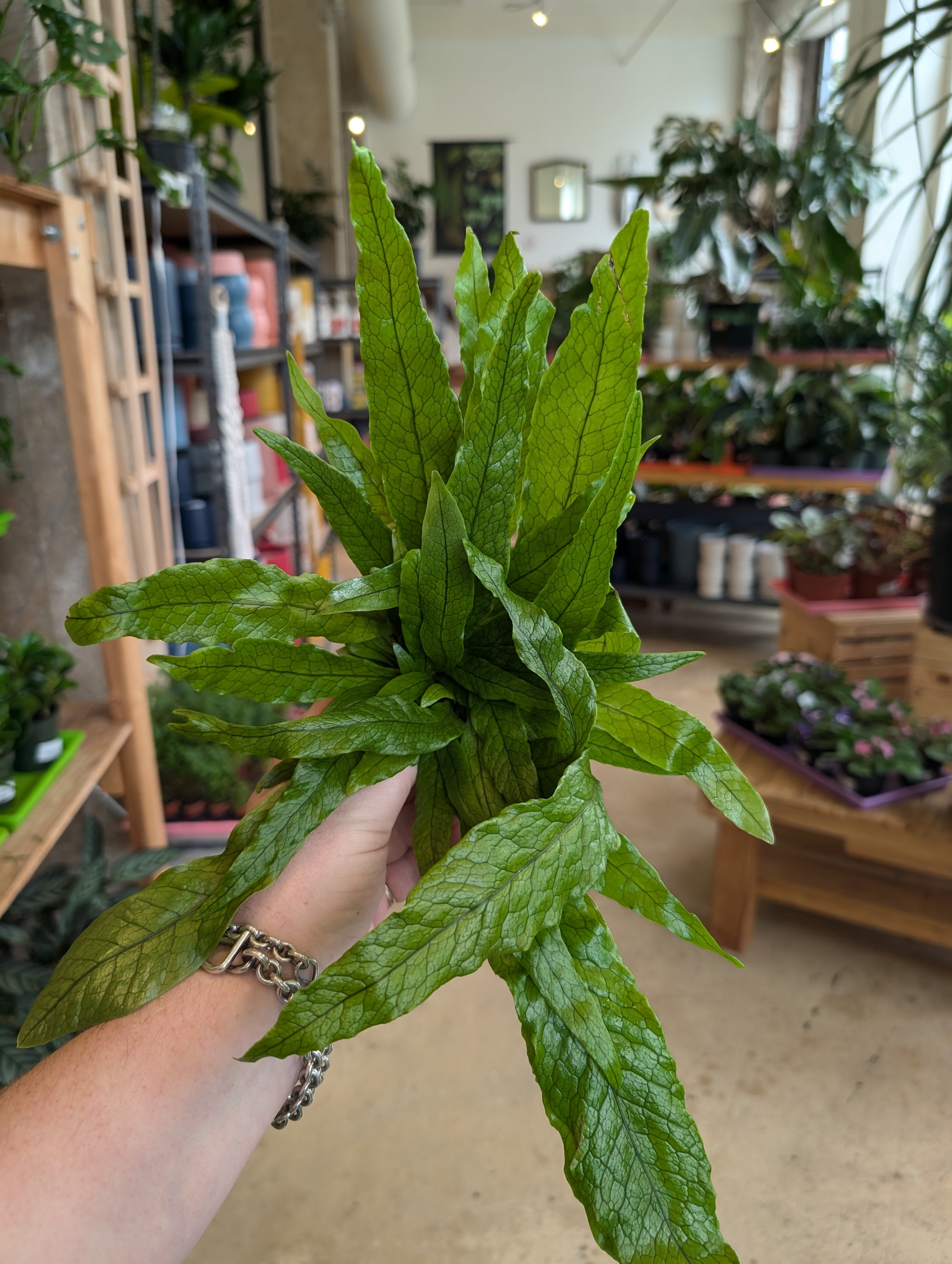 4" Crocodile Fern – Copperline Plant Co.