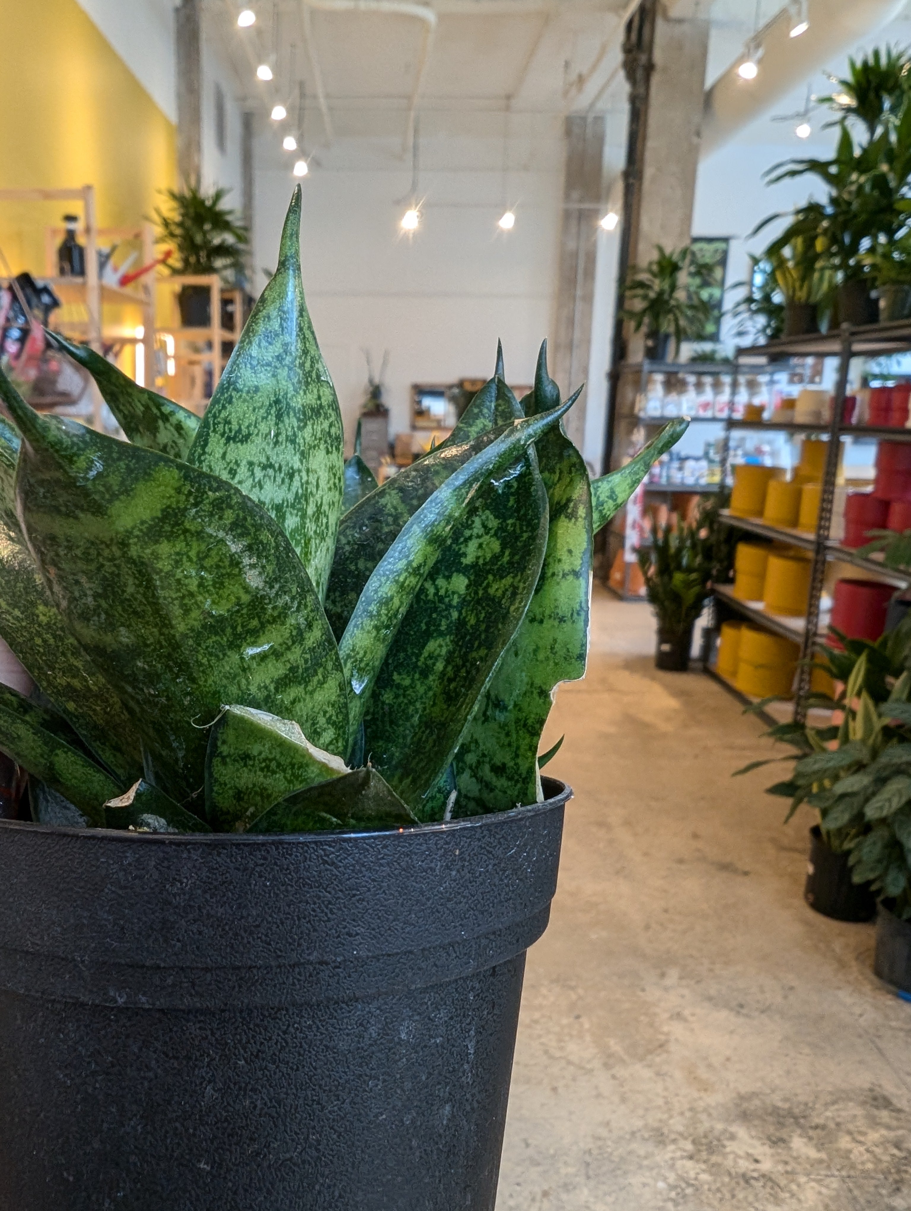 4" Snake Plant (asst.) – Copperline Plant Co.