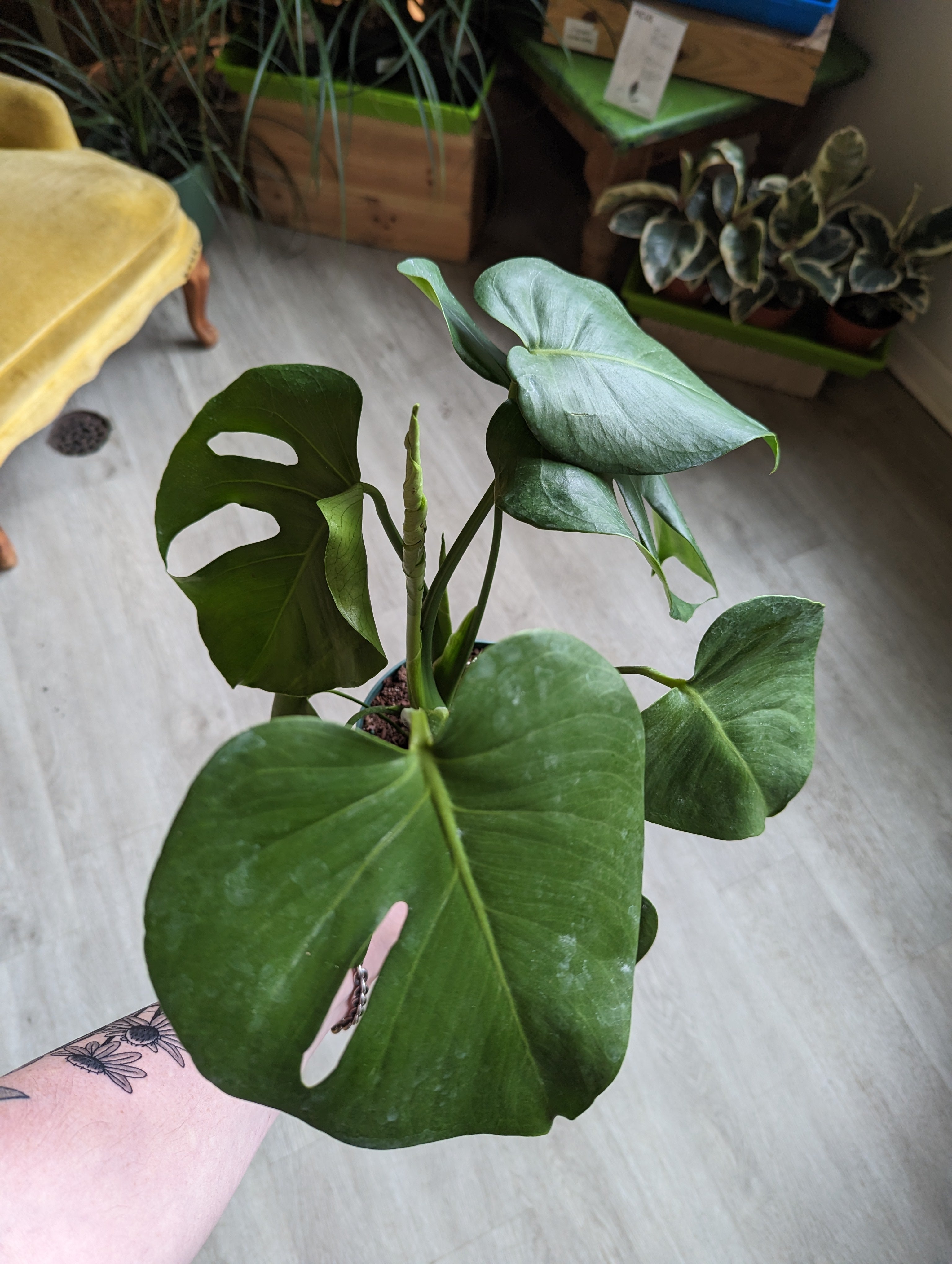 6" Monstera deliciosa – Copperline Plant Co.