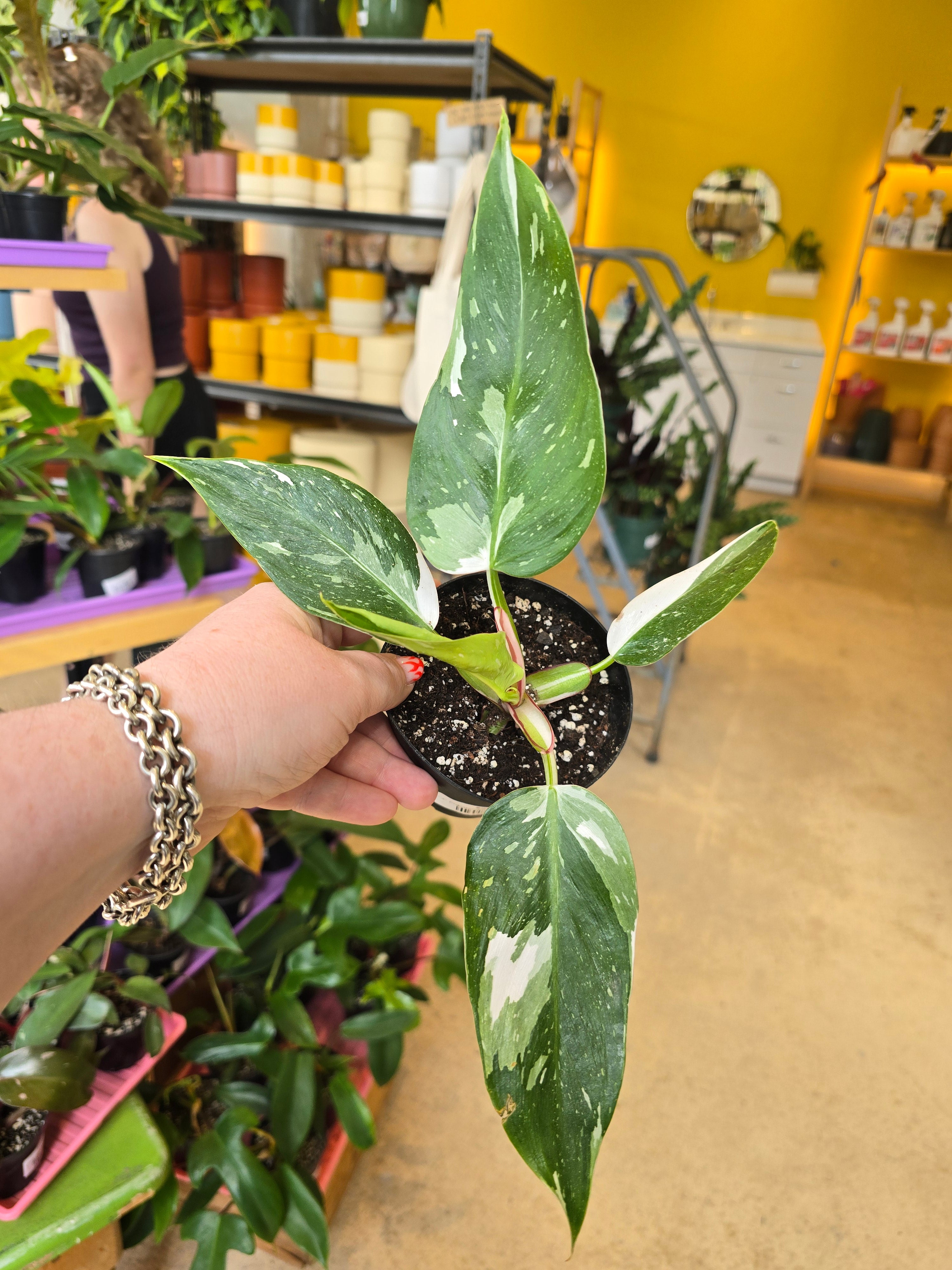 4" Philodendron White Princess – Copperline Plant Co.