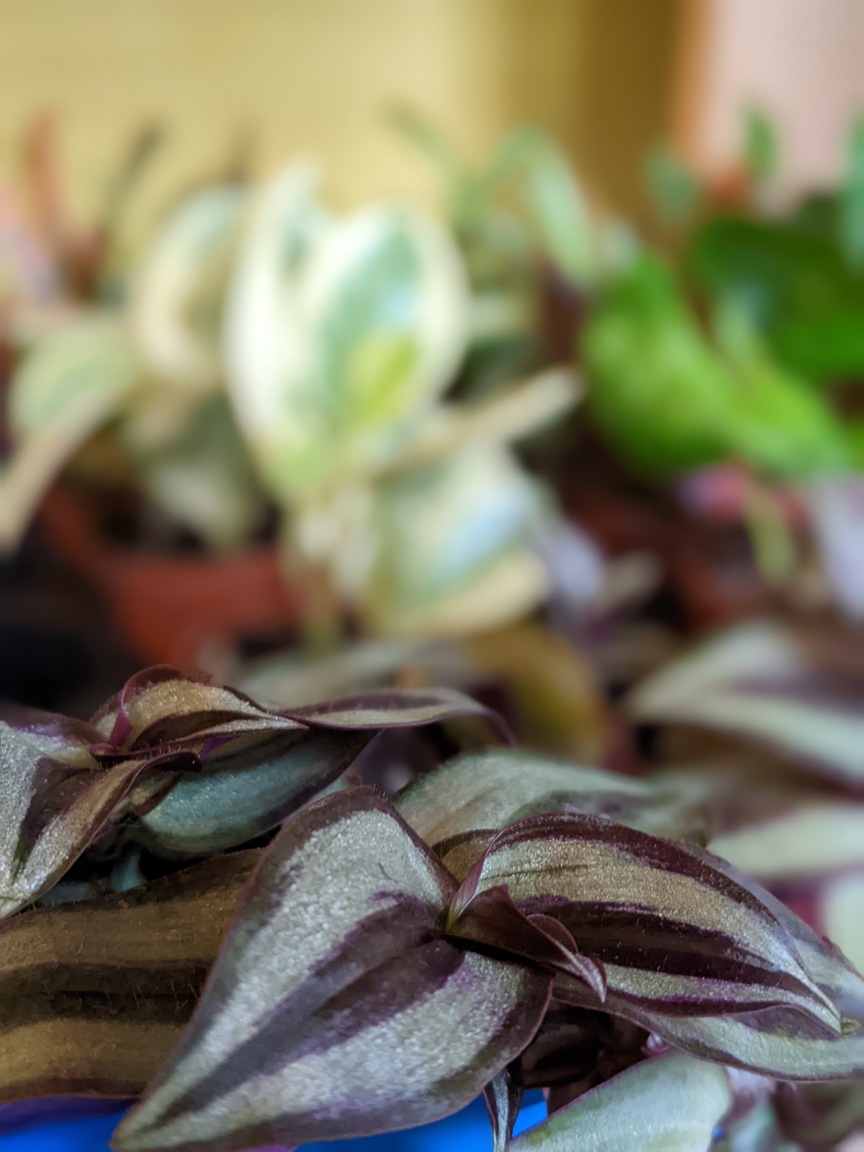 2" Tropical Foliage – Copperline Plant Co.