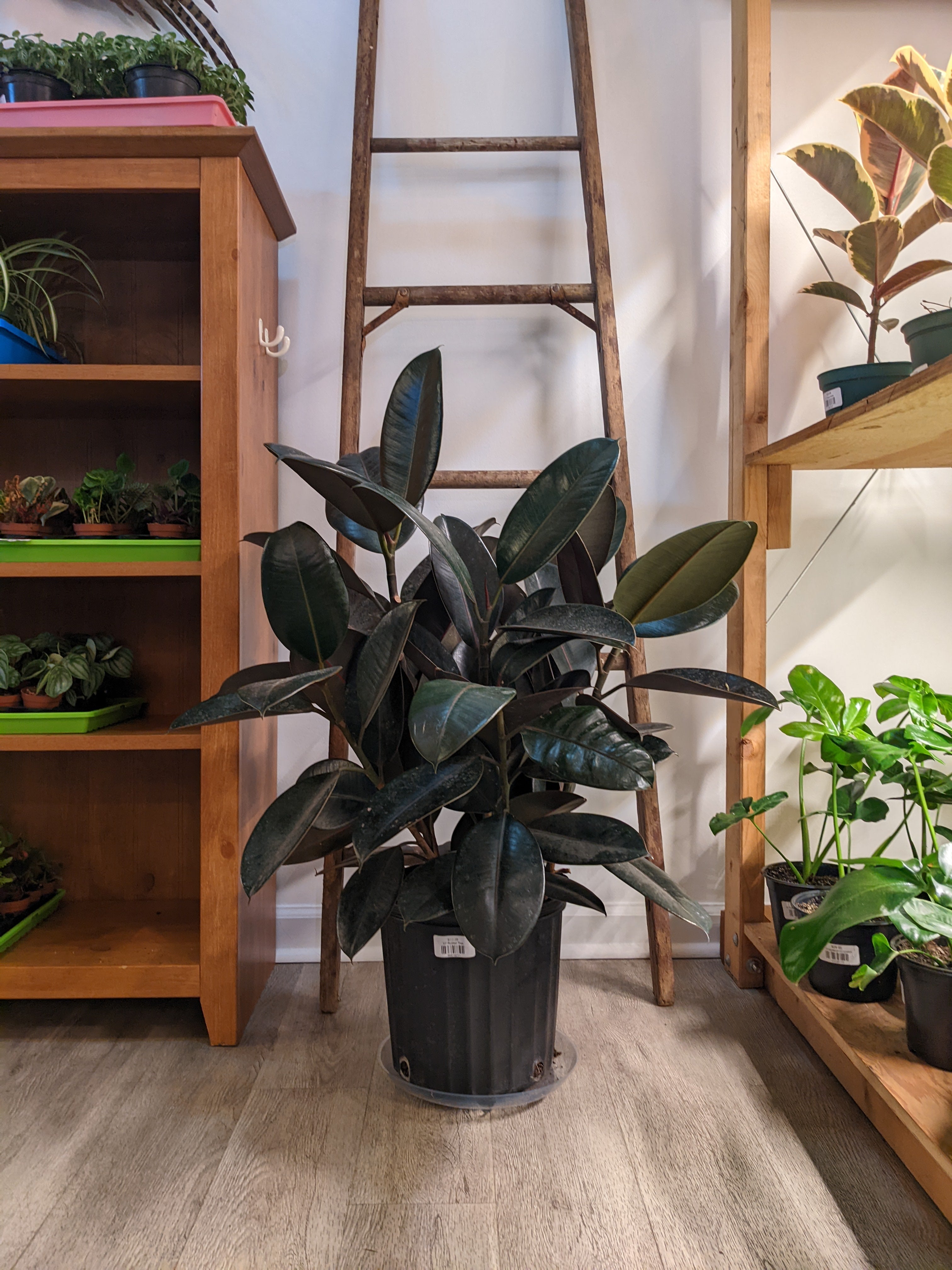 10" Ficus elastica – Copperline Plant Co.