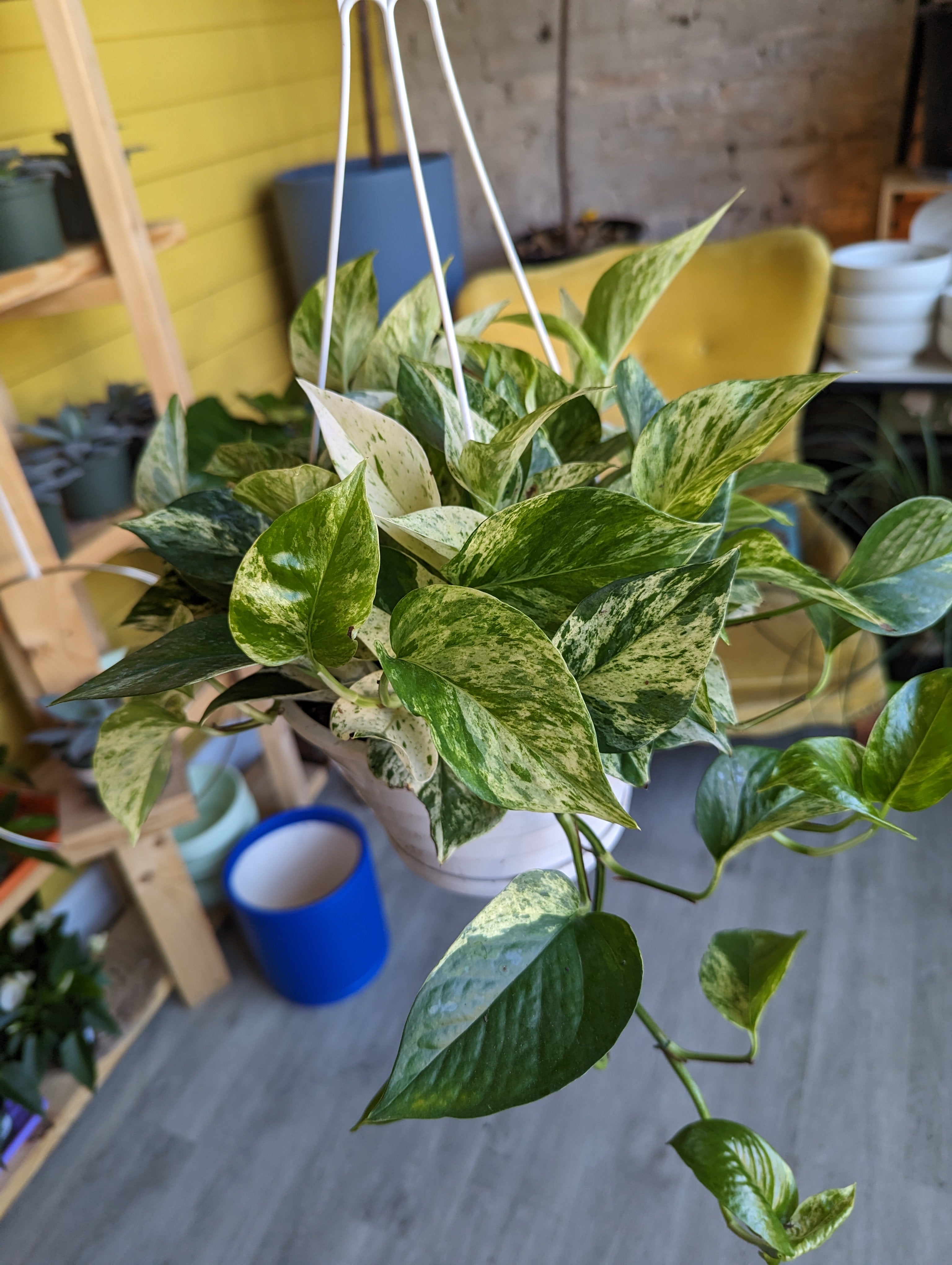 8" Marble Queen HB – Copperline Plant Co.